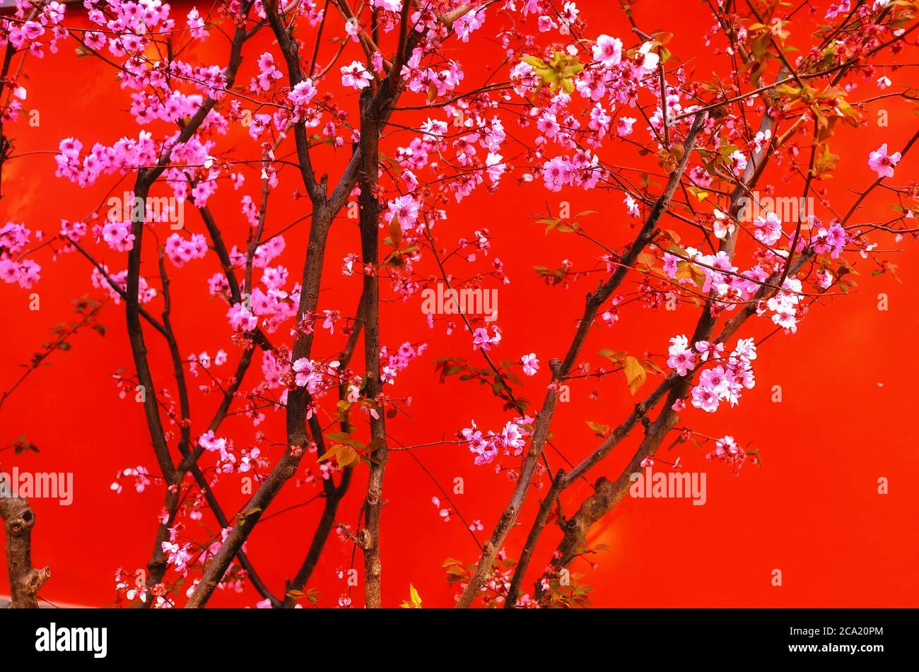 the blooming tree in spring Stock Photo - Alamy