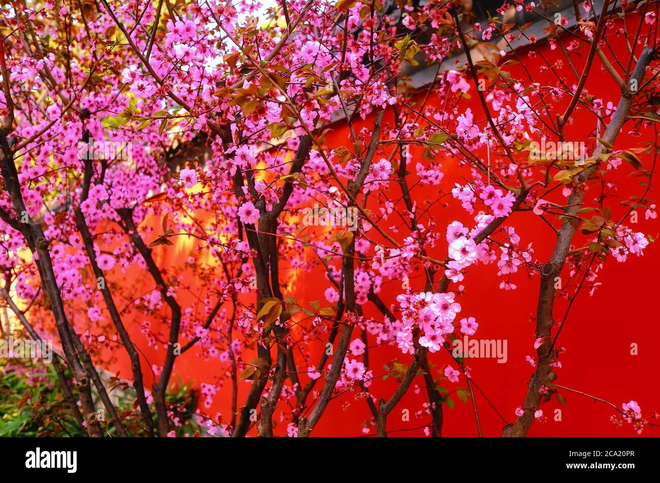 the blooming tree in spring Stock Photo - Alamy
