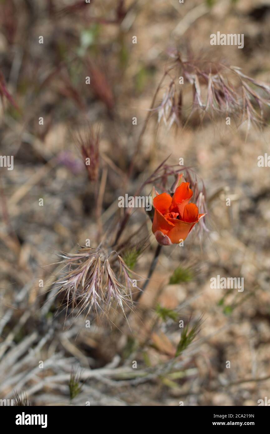 Orange inflorescence, Desert Mariposa Lily, Calochortus Kennedyi ...