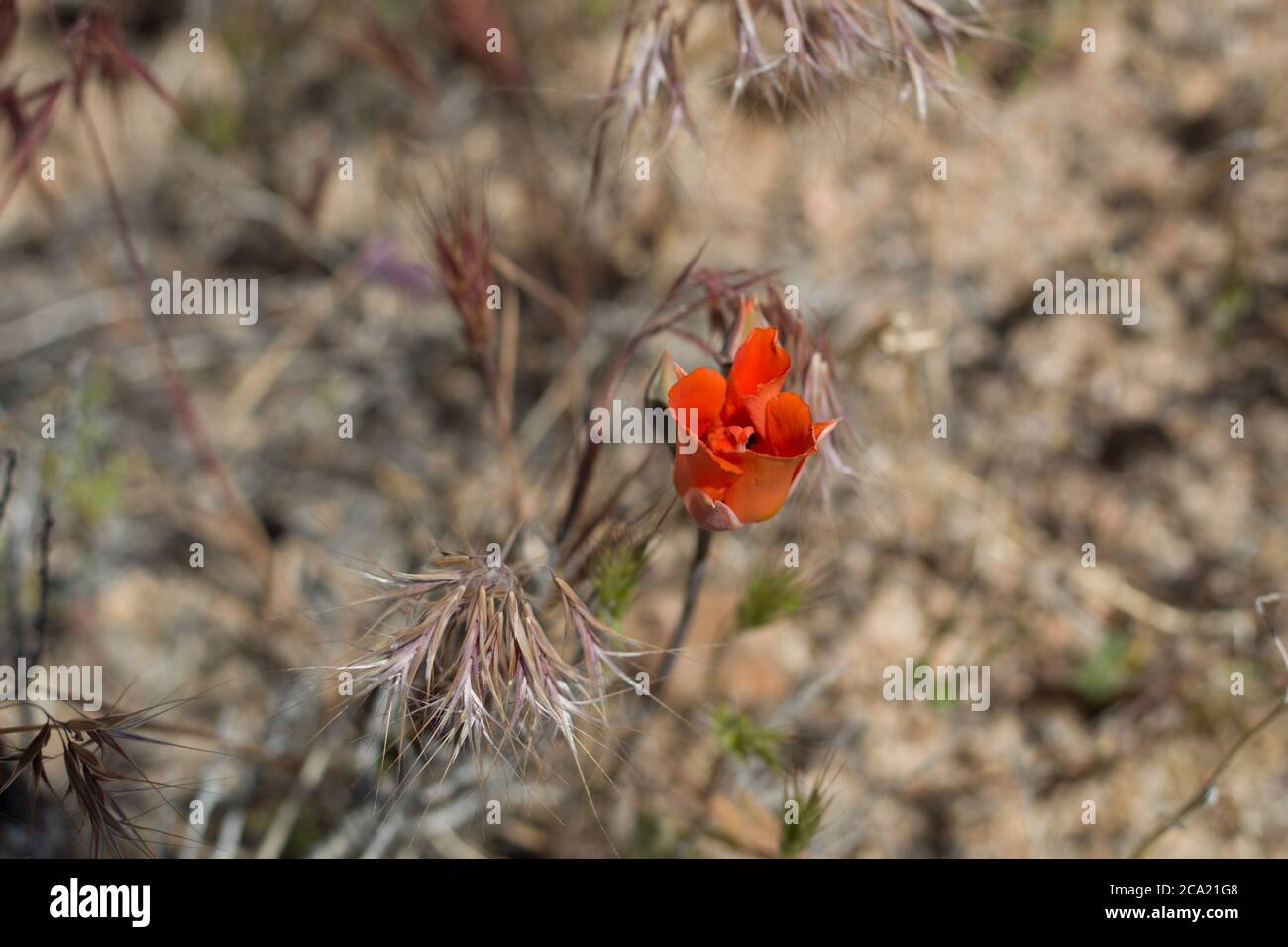 Orange inflorescence, Desert Mariposa Lily, Calochortus Kennedyi ...