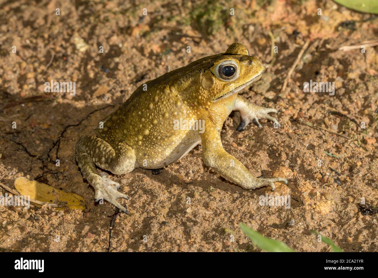 Common Asian Toad standing high on forelimbs Stock Photo - Alamy