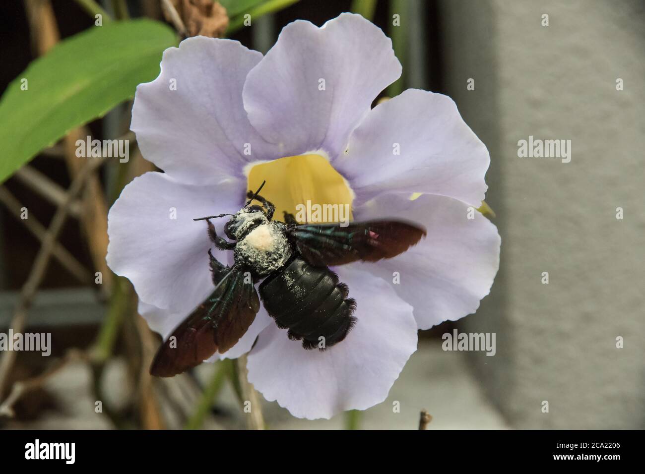 Carpenter Bee pollinating purple flowers Stock Photo - Alamy