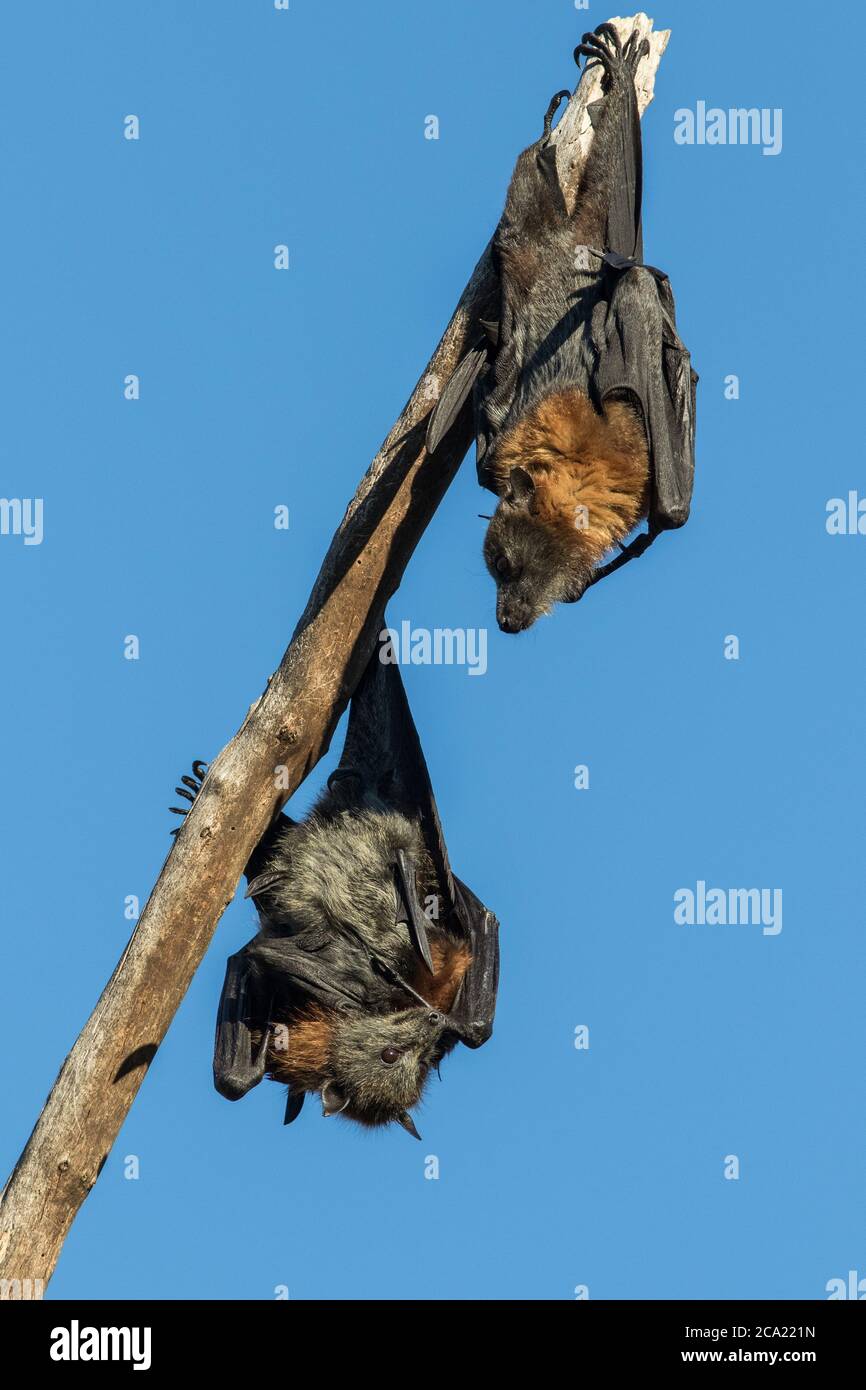 Grey-headed Flying Fox roosting by day Stock Photo - Alamy