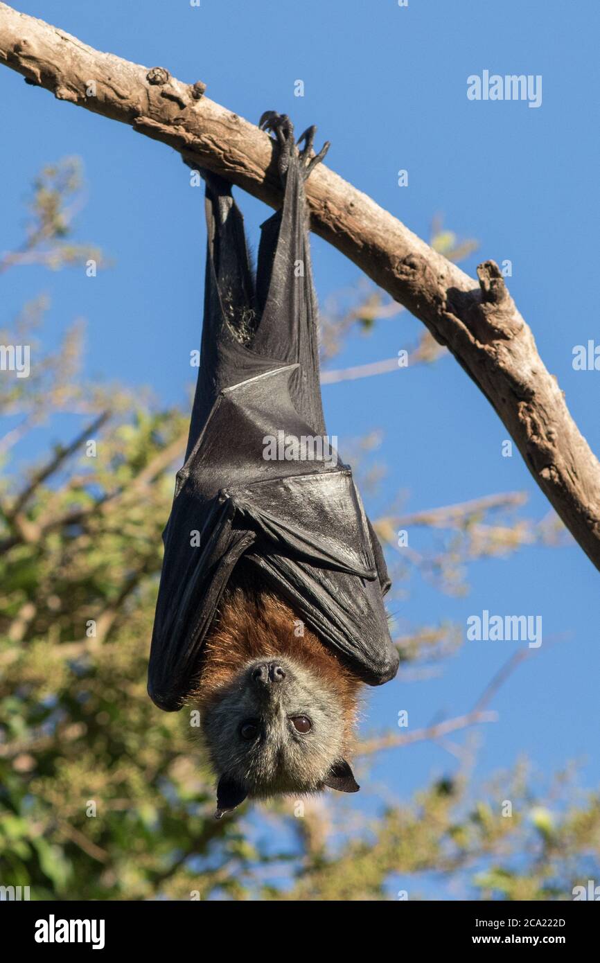 Grey-headed Flying Fox roosting by day Stock Photo - Alamy