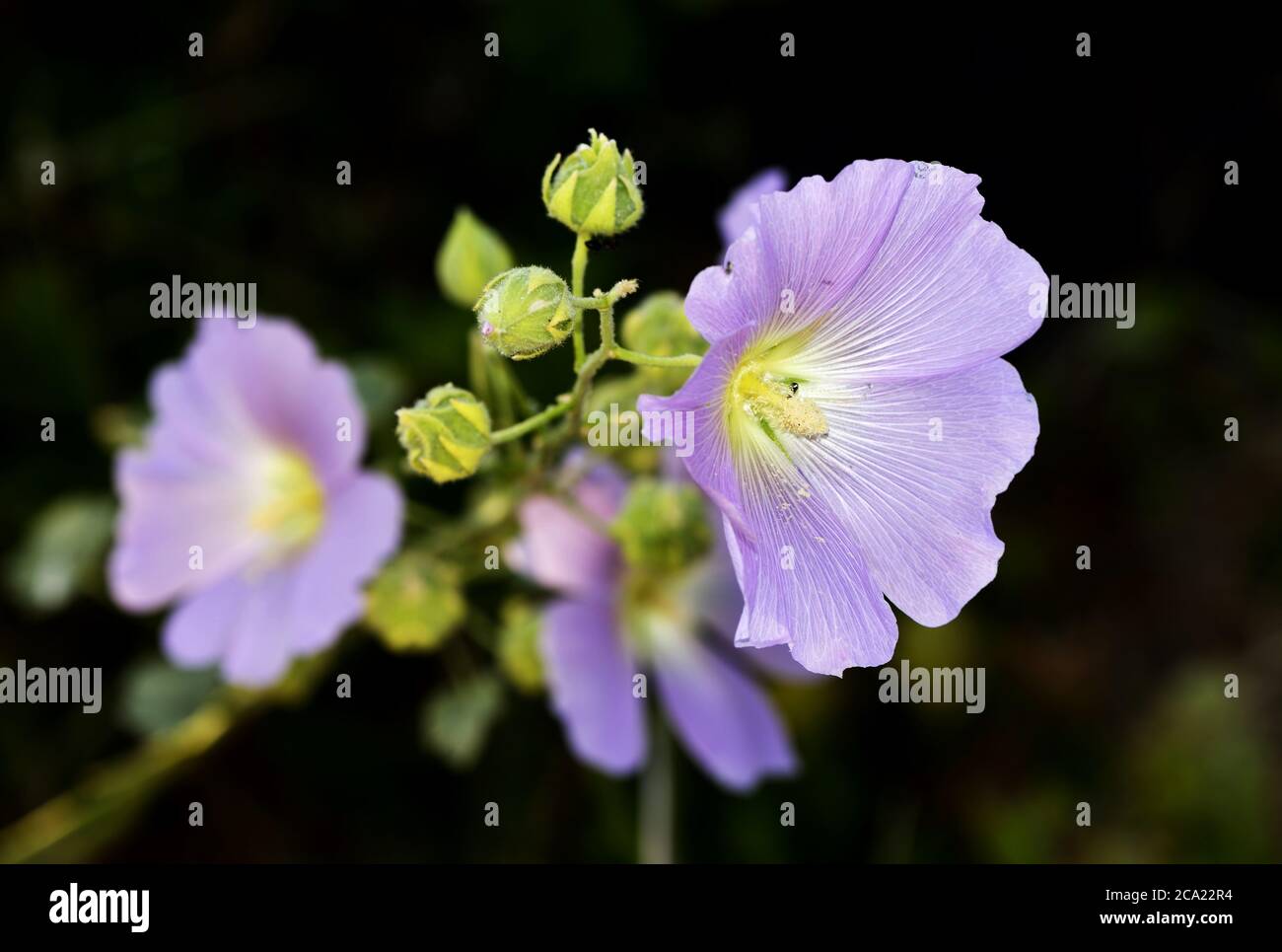 Alcea sp hi-res stock photography and images - Alamy