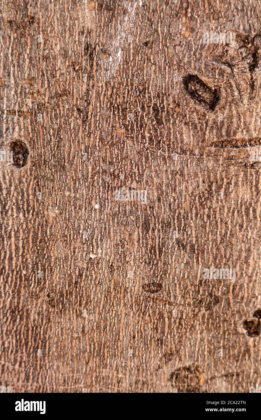 Balsa tree hi-res stock photography and images - Alamy