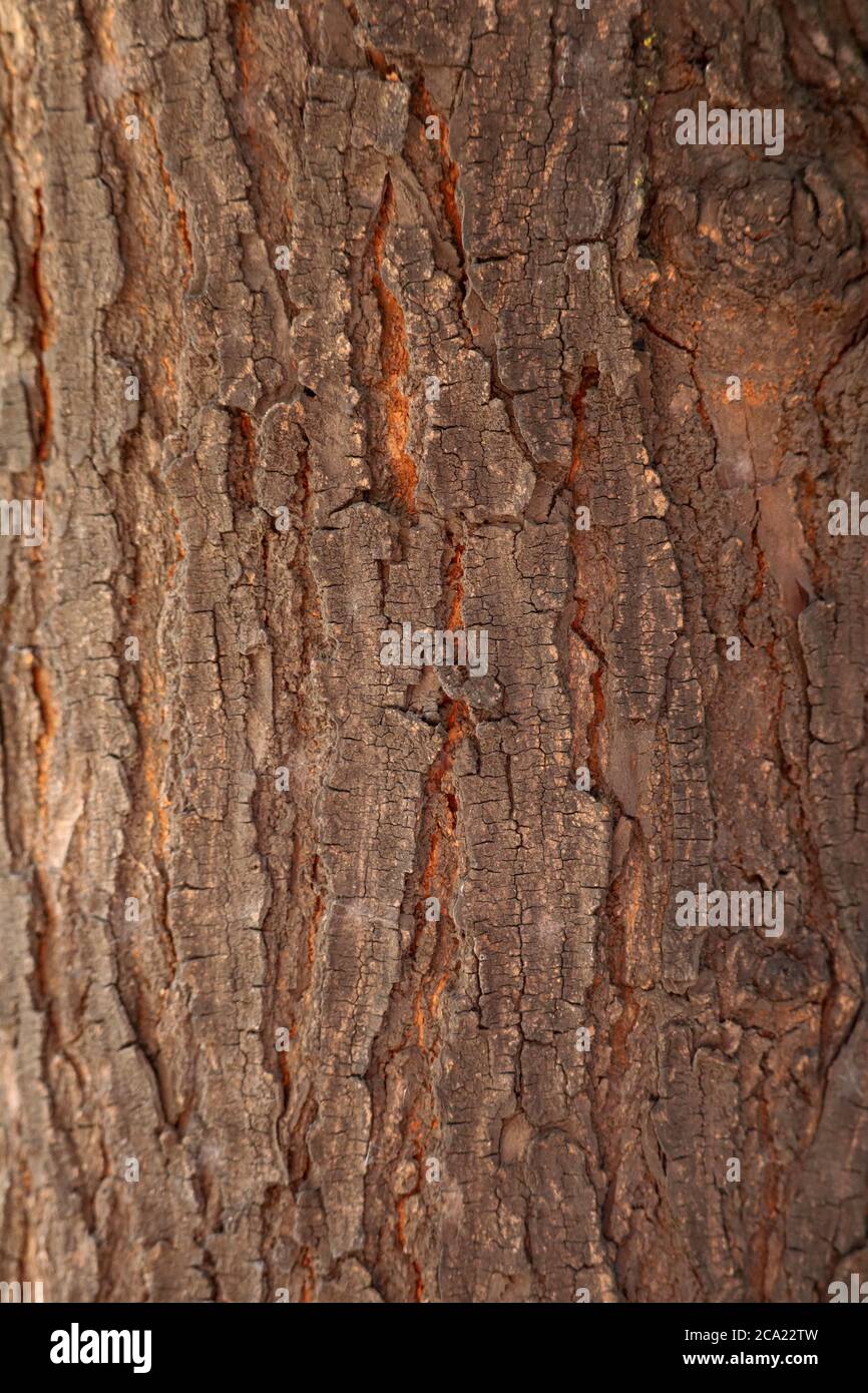 Balsa tree hi-res stock photography and images - Alamy