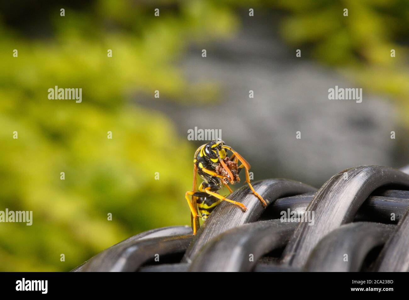 a wasp carrying parts of another insect for food Stock Photo - Alamy