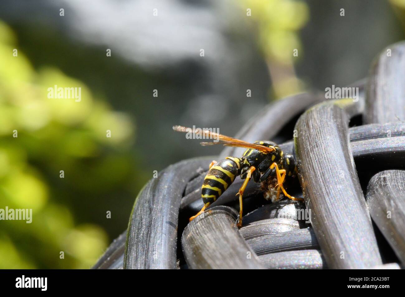 a wasp carrying parts of another insect for food Stock Photo - Alamy
