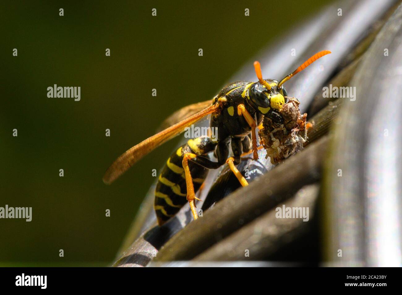a wasp carrying parts of another insect for food Stock Photo - Alamy