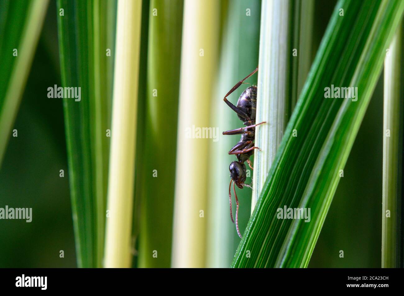 an ant on a blade of grass Stock Photo - Alamy