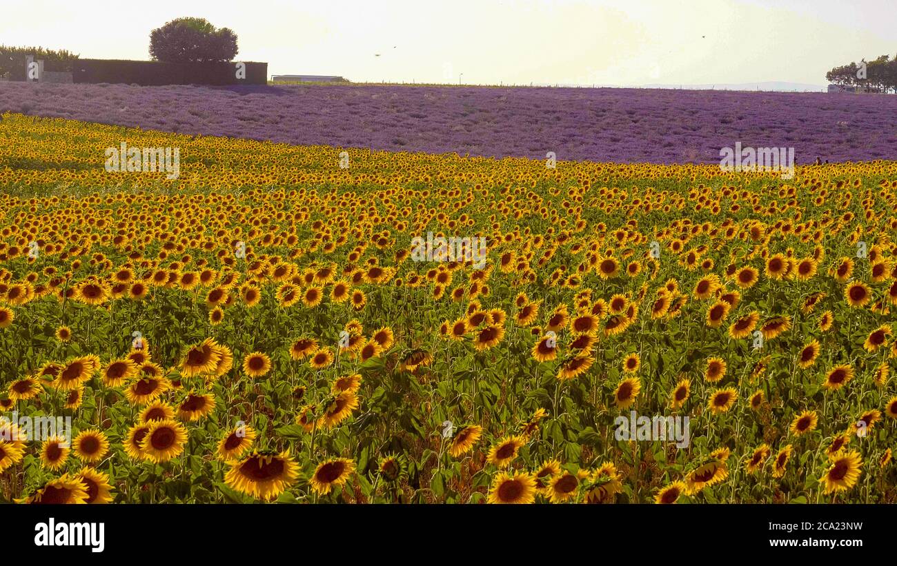 The sunflower fields in the Provence France Stock Photo - Alamy