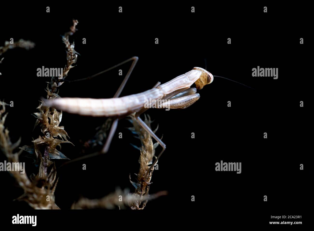Moss Mantis High Resolution Stock Photography and Images - Alamy
