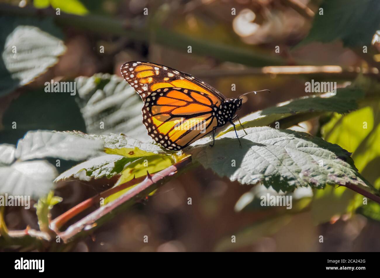 Monarch butterfly winter hi-res stock photography and images - Alamy