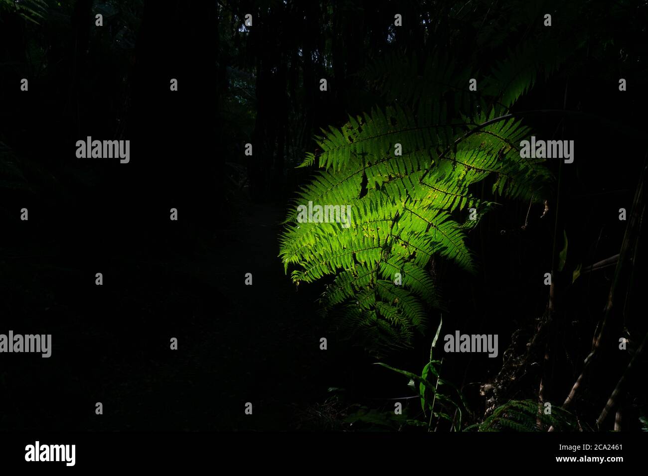 Rotorua lakes hi-res stock photography and images - Alamy