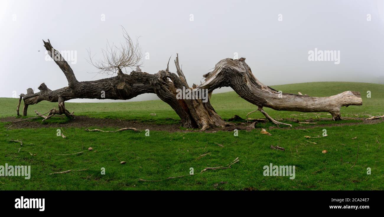 Old tree dead and split lying across ground rustic nature image Stock ...