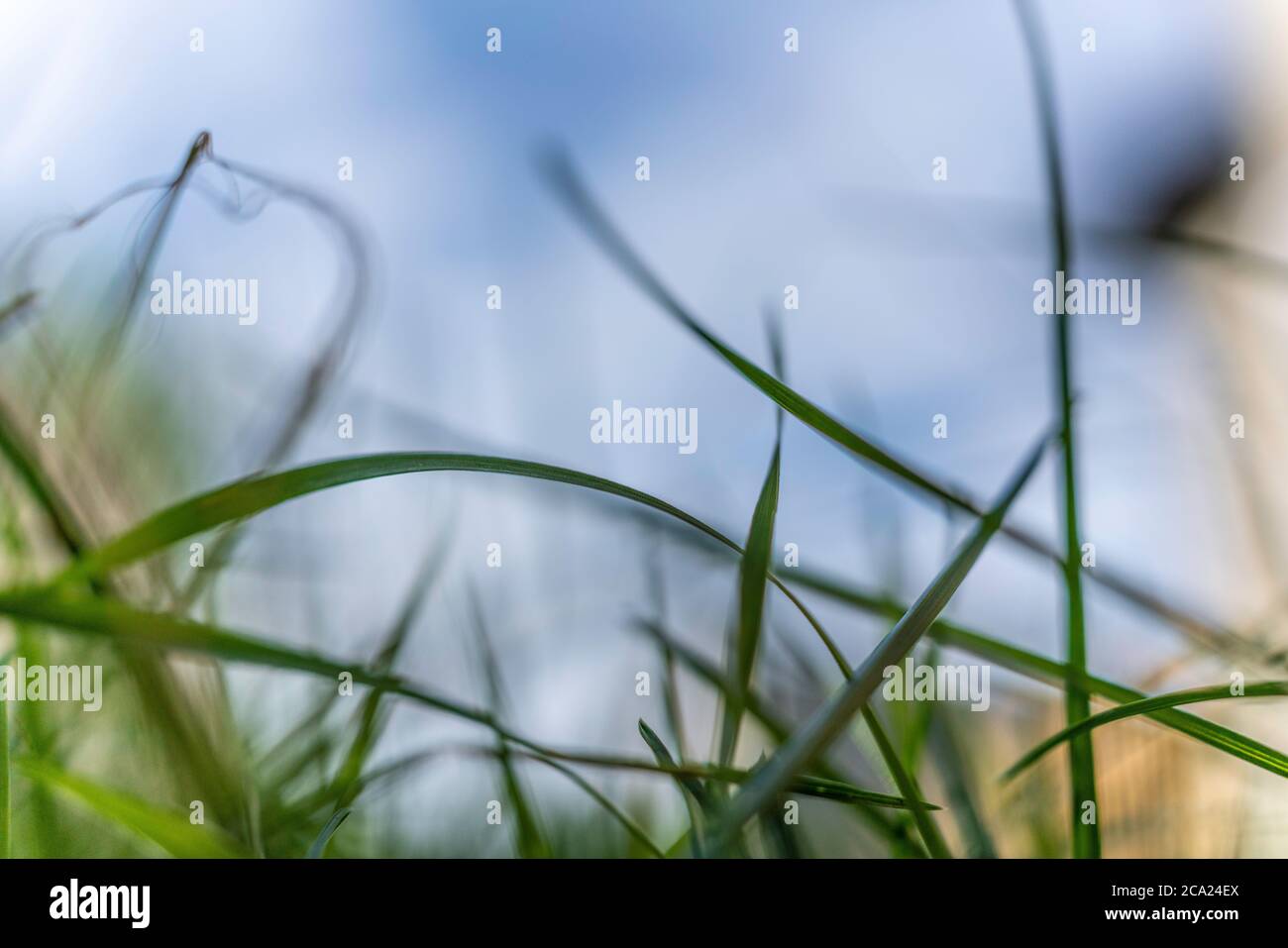 Grass in backyard lawn from ground level Stock Photo - Alamy