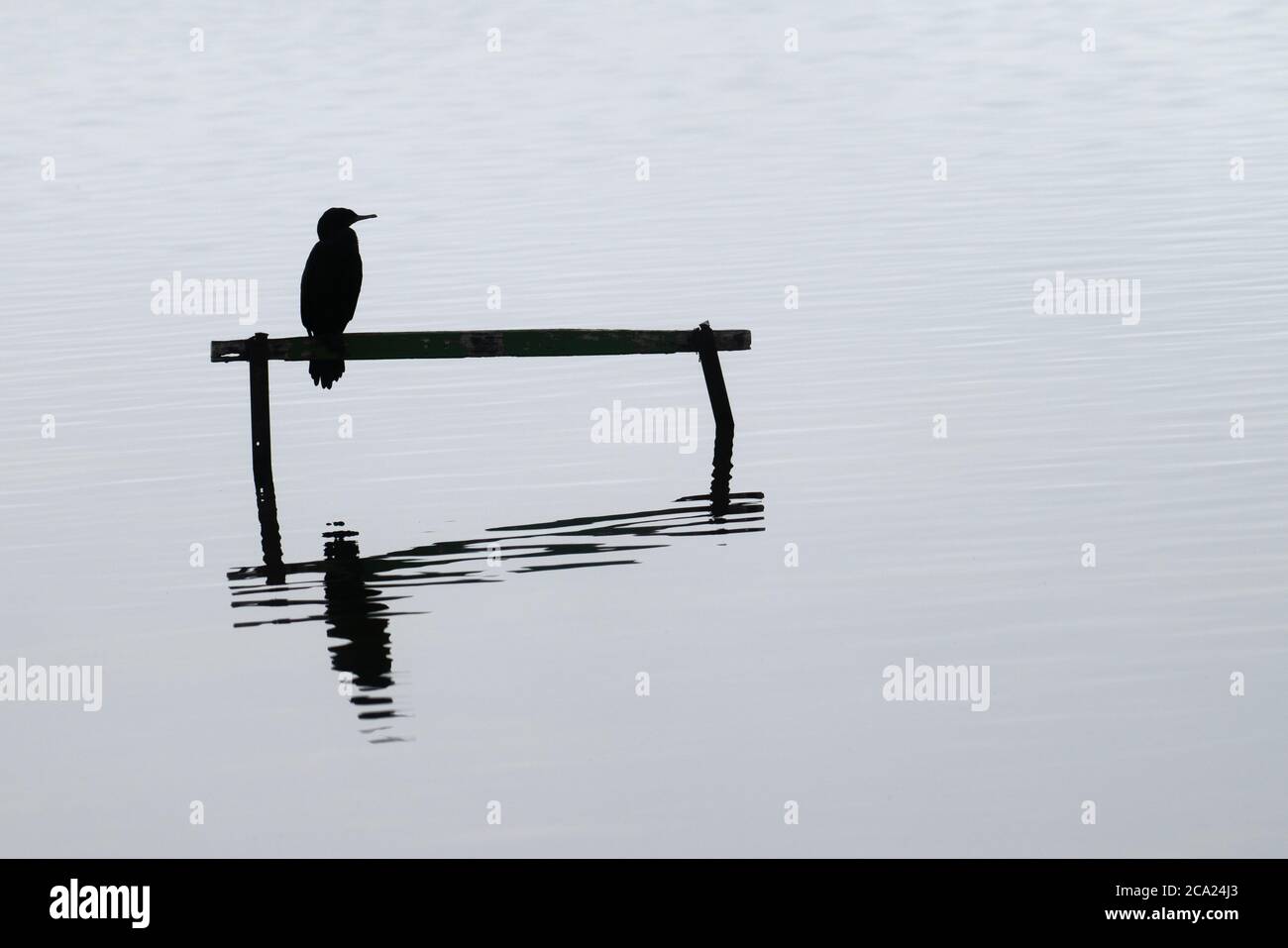 Little shag through the mist perching over and reflected in calm water ...