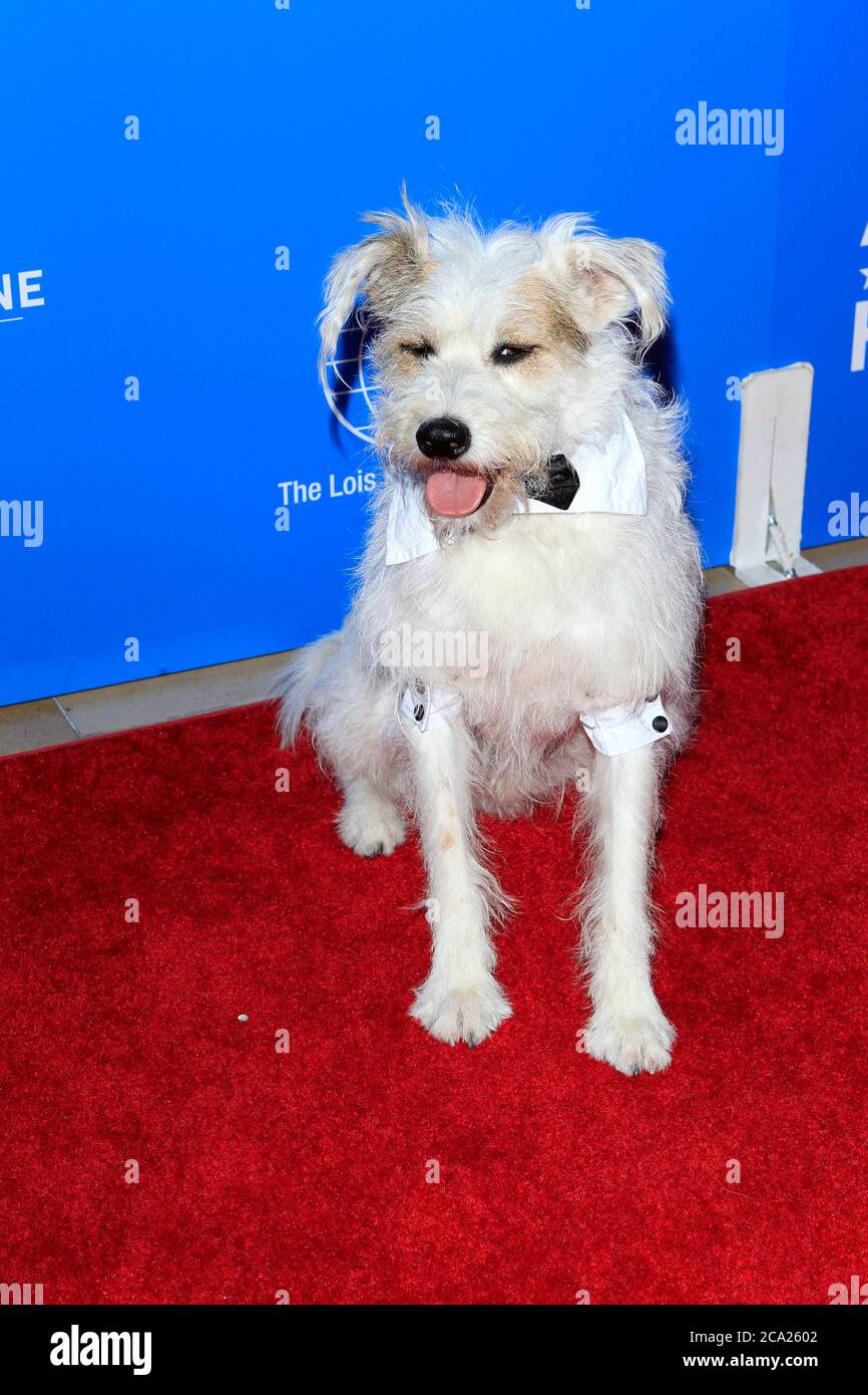 LOS ANGELES - SEP 29: Happy, the Hallmark Dog at the 2018 American ...