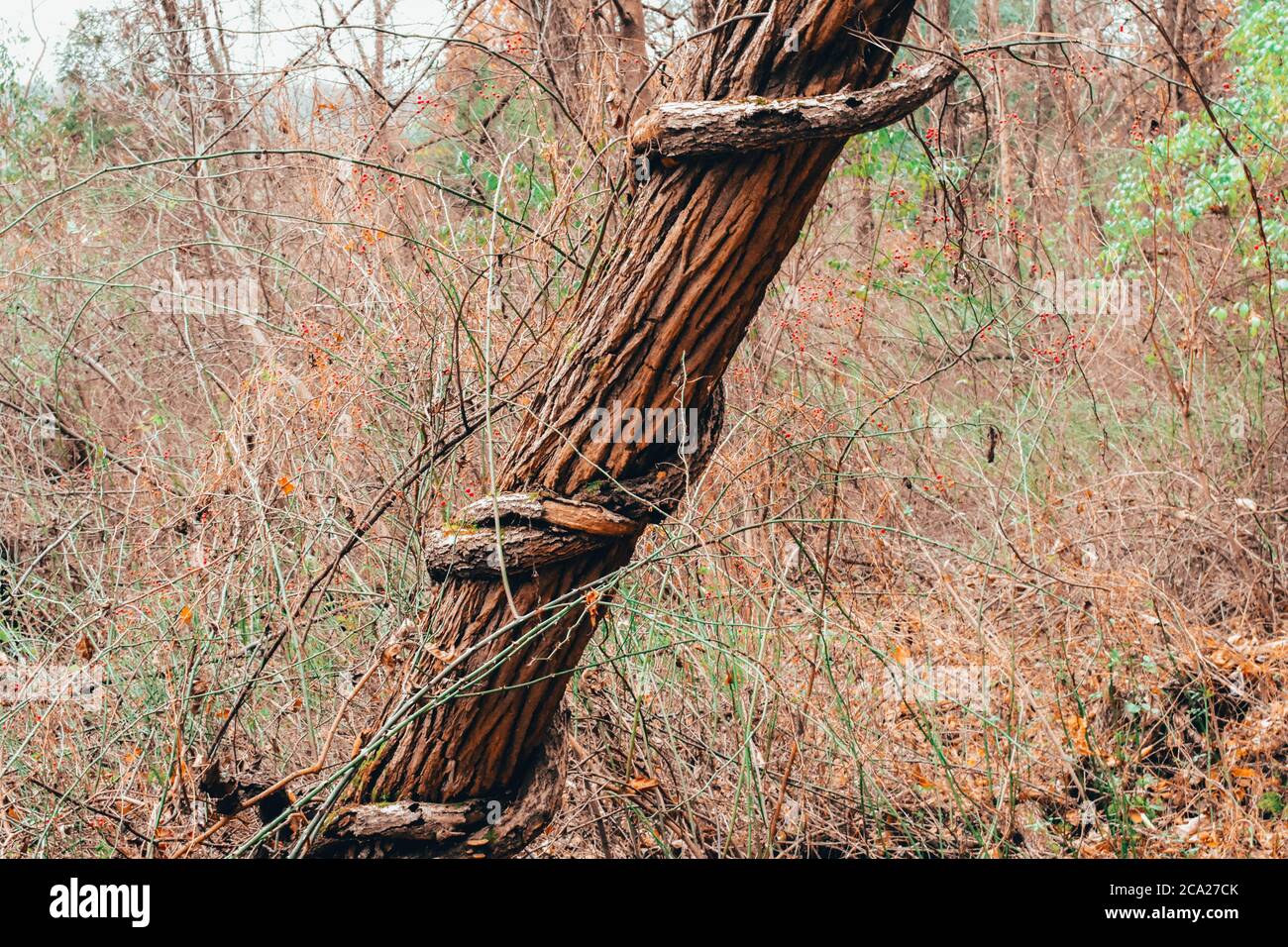 Snake wrapped around branch hi-res stock photography and images - Alamy