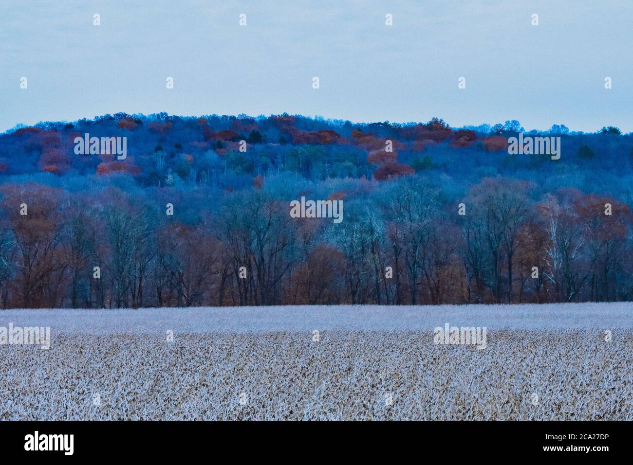 A Dead Yellow Crop Field In Winter With A Mountain Of Trees of ...