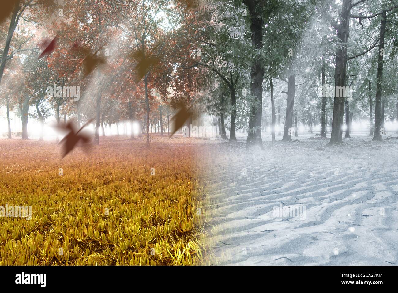 Forest with different weather. Concept of changing the environment ...