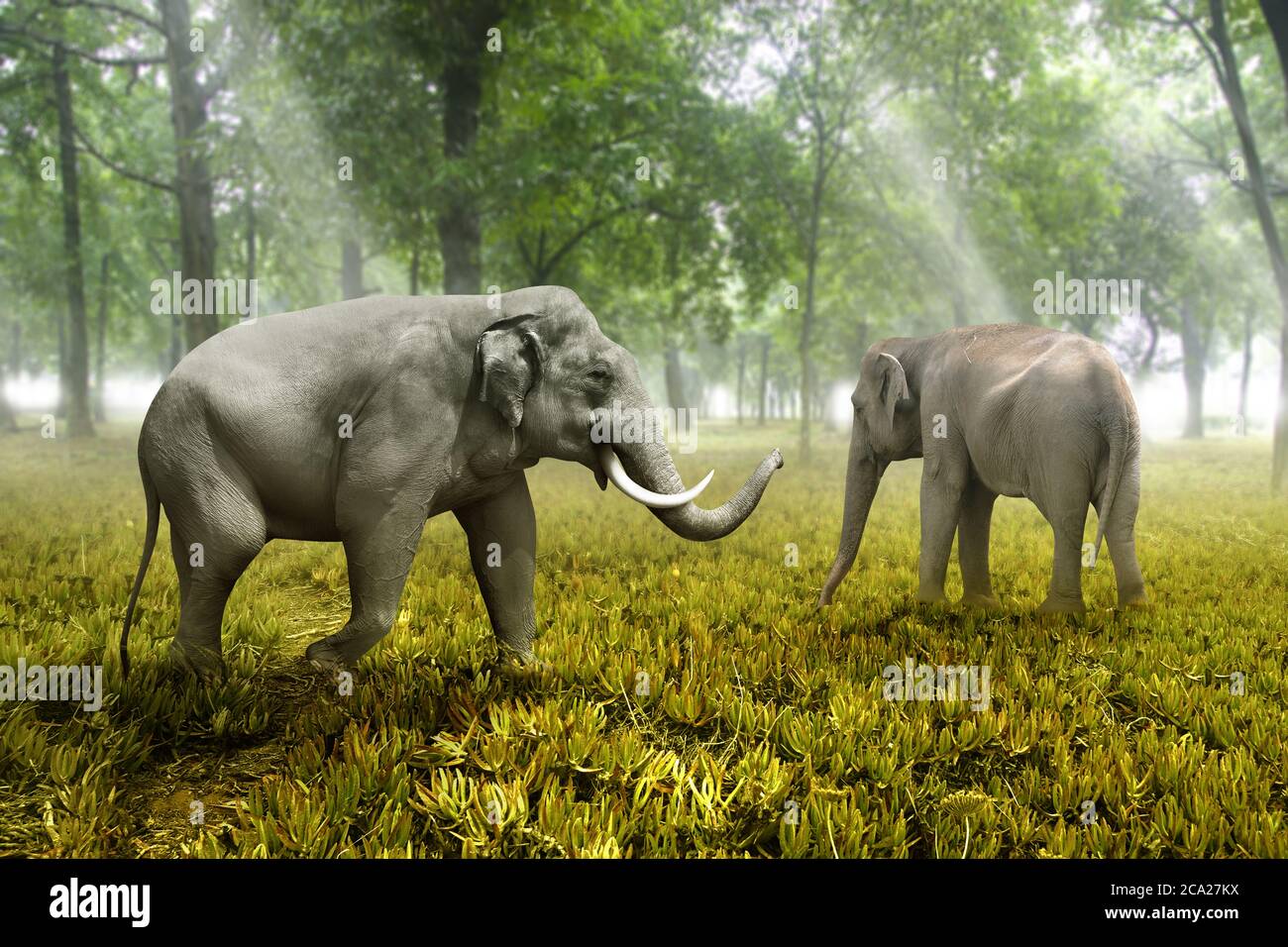 The elephant in the forest with sunny weather. Concept of changing the ...