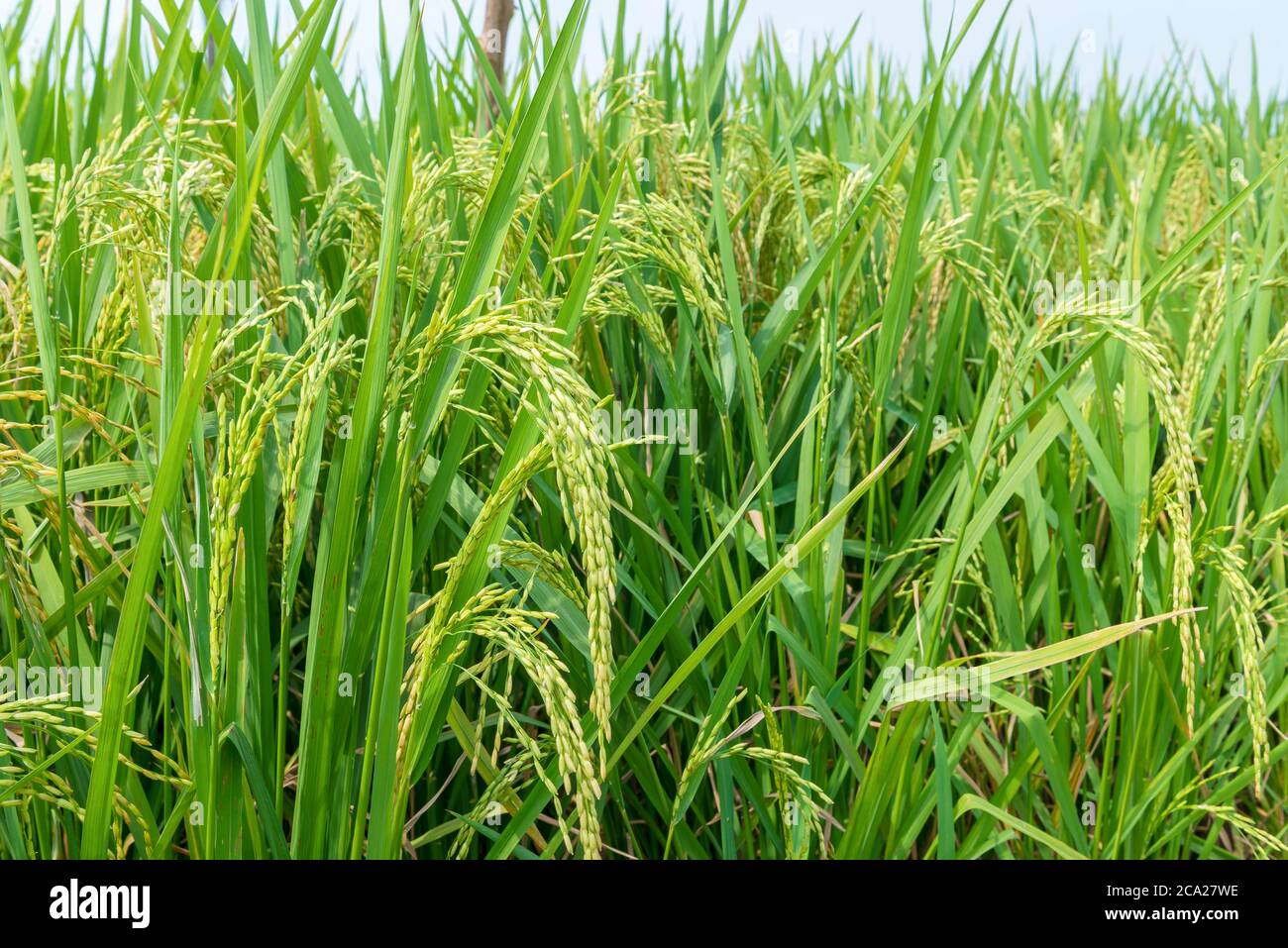 Close up view of rice plants on the rice field Stock Photo - Alamy