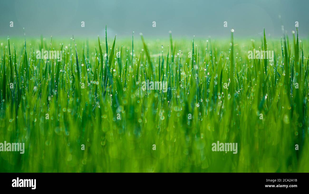 Asian white rice or uncooked white rice with the rice field back hi-res ...