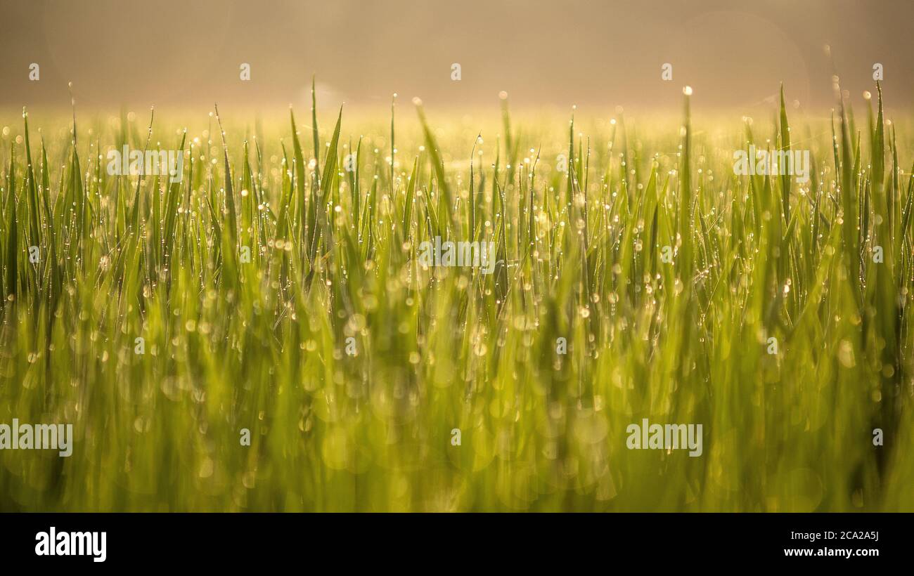 Early rice field hi-res stock photography and images - Alamy
