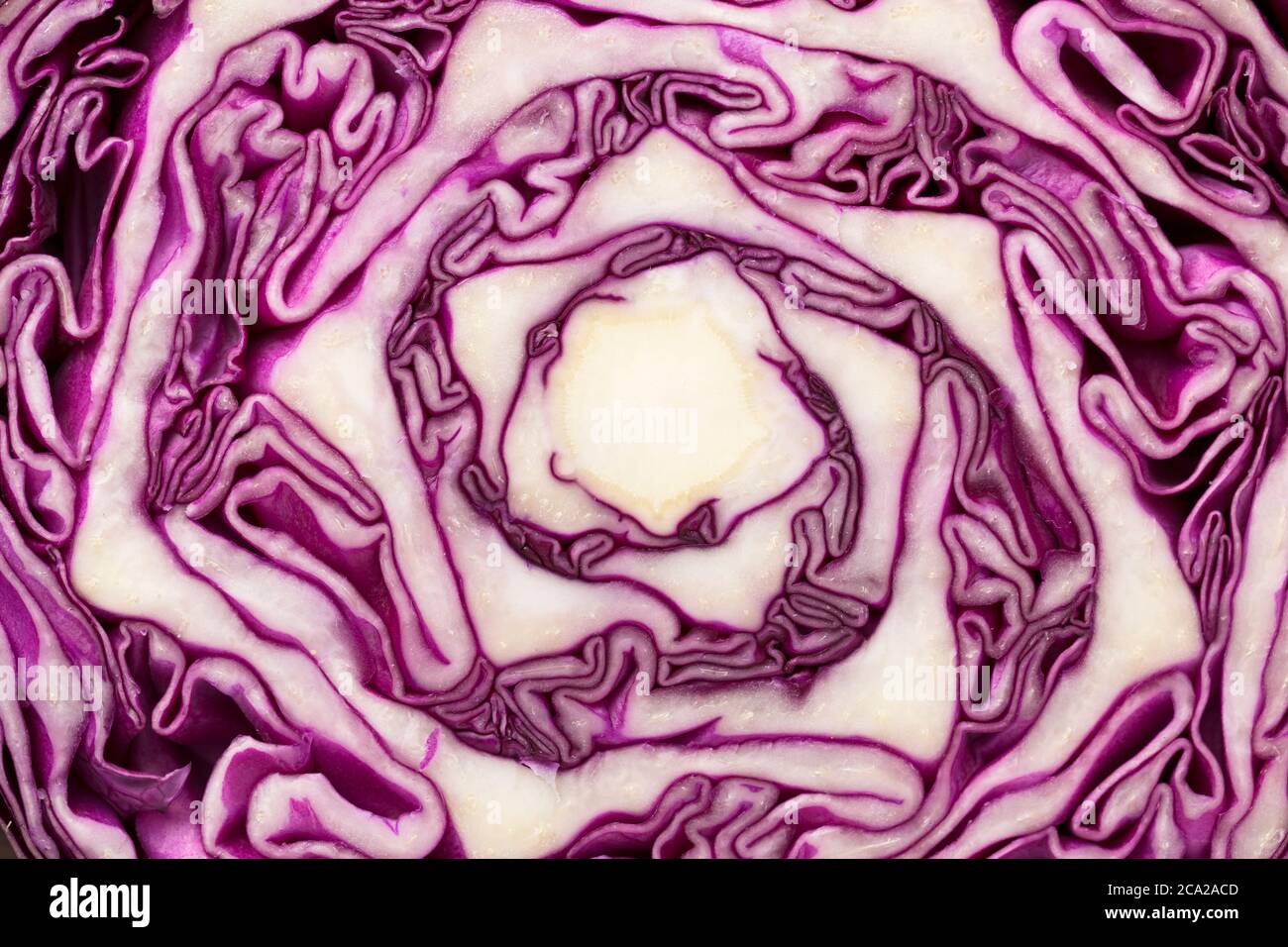 slice head red cabbage macro background. close up Stock Photo - Alamy