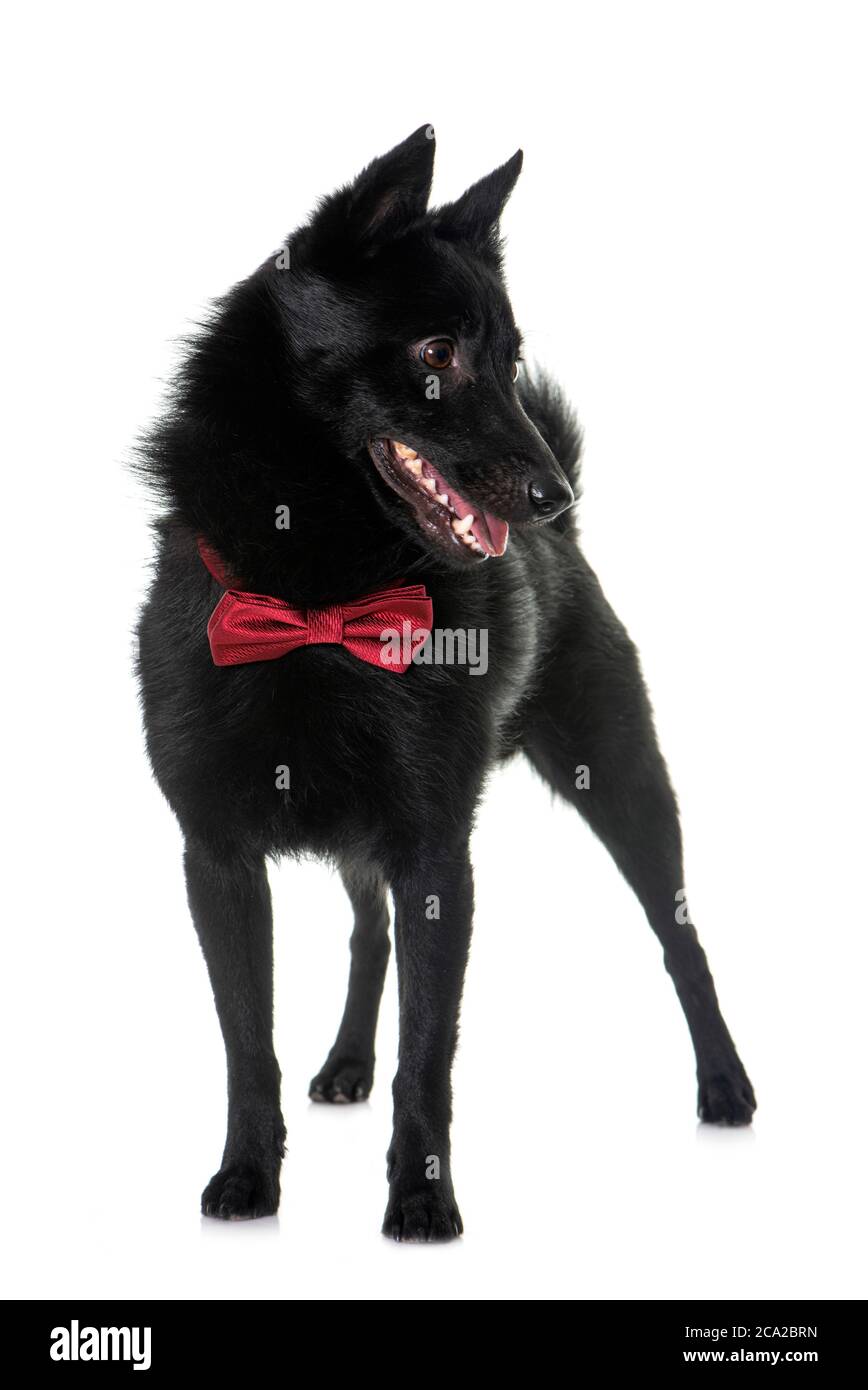 young Schipperke dog in front of white background Stock Photo - Alamy