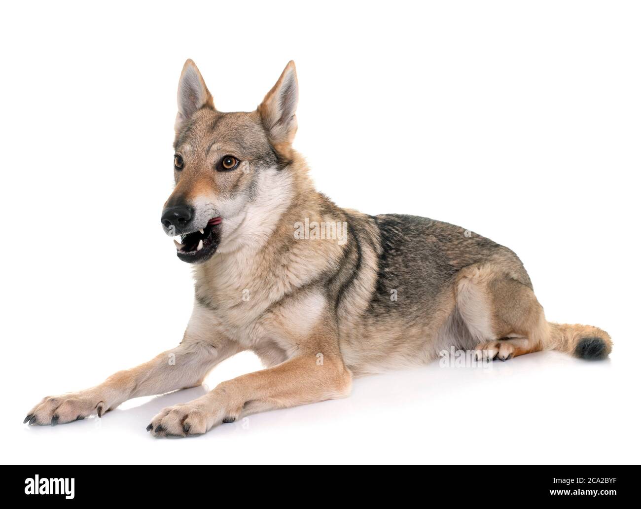 czechoslovakian wolf dog in front of white background Stock Photo - Alamy