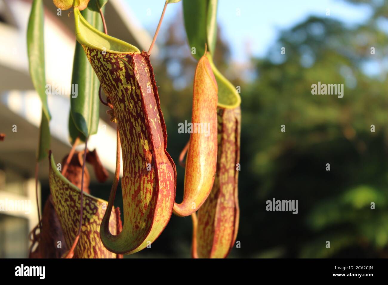 Various photos of nature Stock Photo - Alamy
