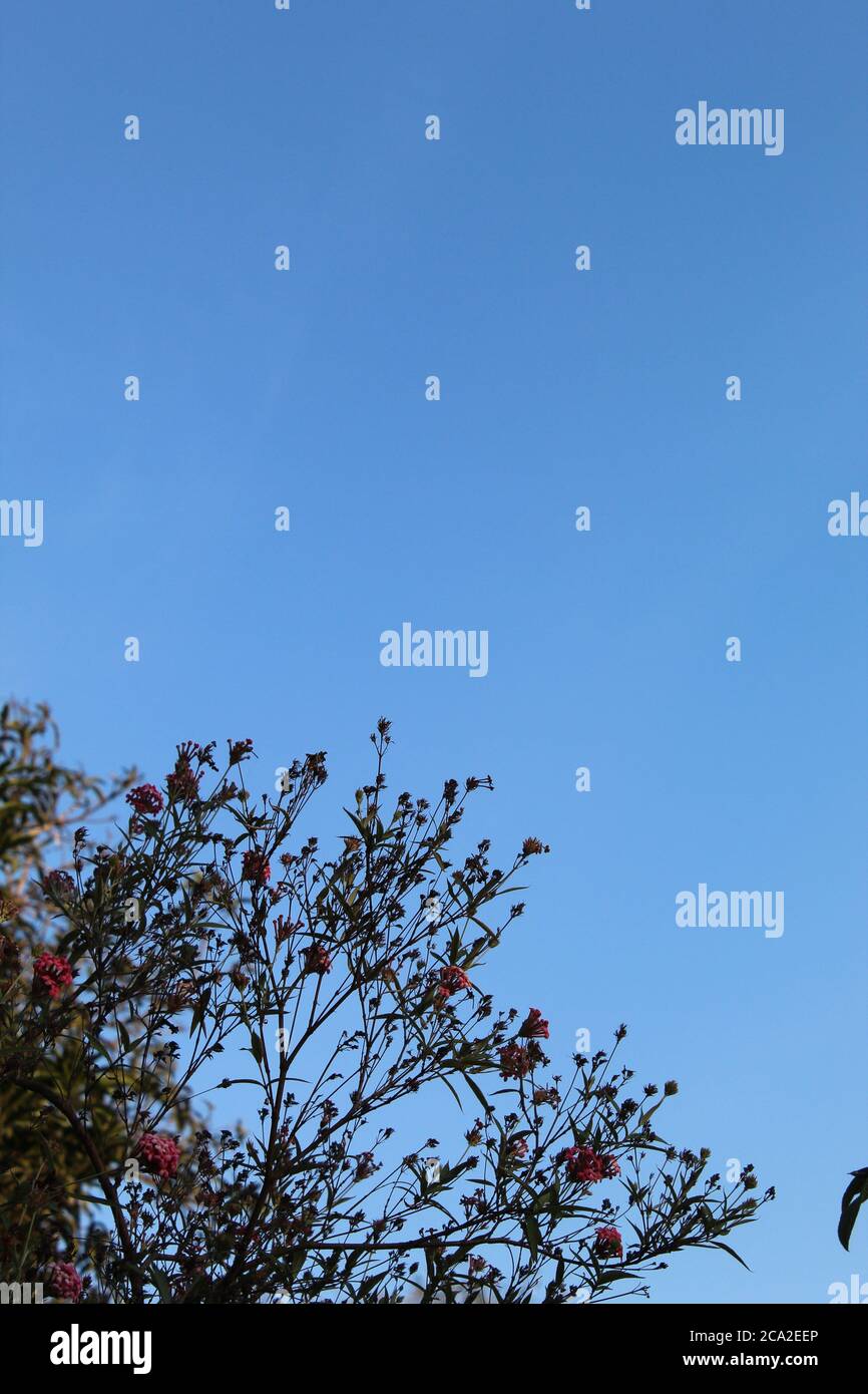 Various photos of nature Stock Photo - Alamy