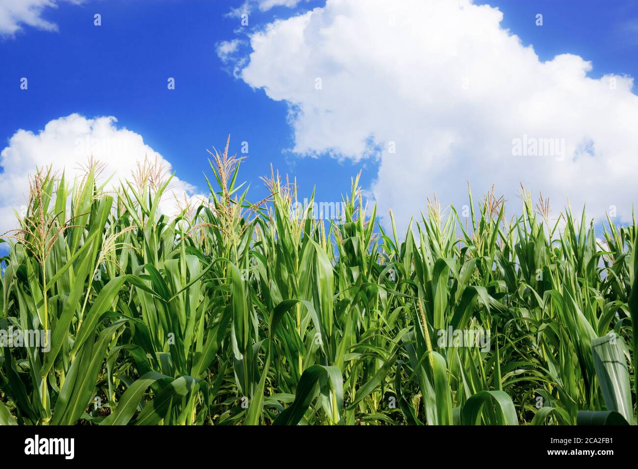 Corn tree in field with the blue sky at sunlight Stock Photo - Alamy