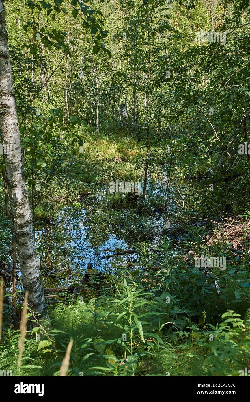 Individual birch trees hi-res stock photography and images - Alamy
