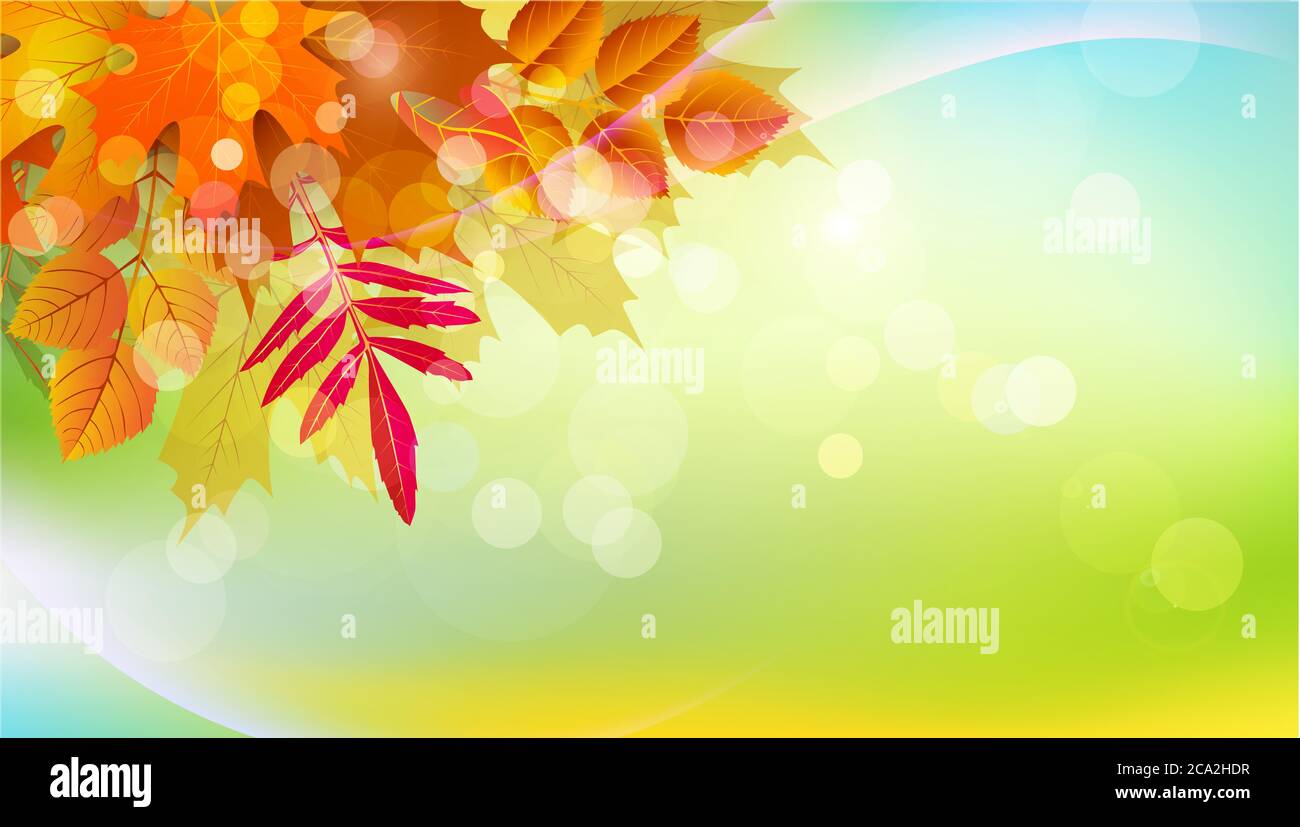 Vector background with autumn leaves. Element for the design ...