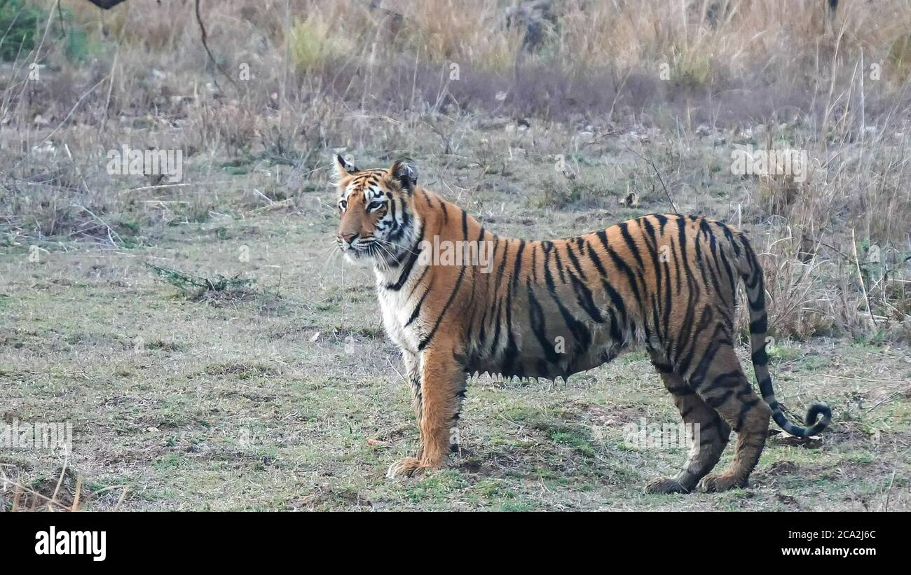 Side view white tiger panthera hi-res stock photography and images - Alamy