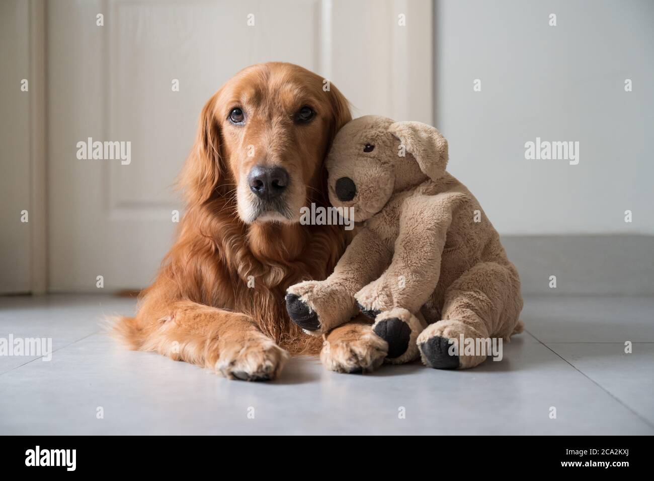 Golden retriever and puppy puppet toy Stock Photo - Alamy