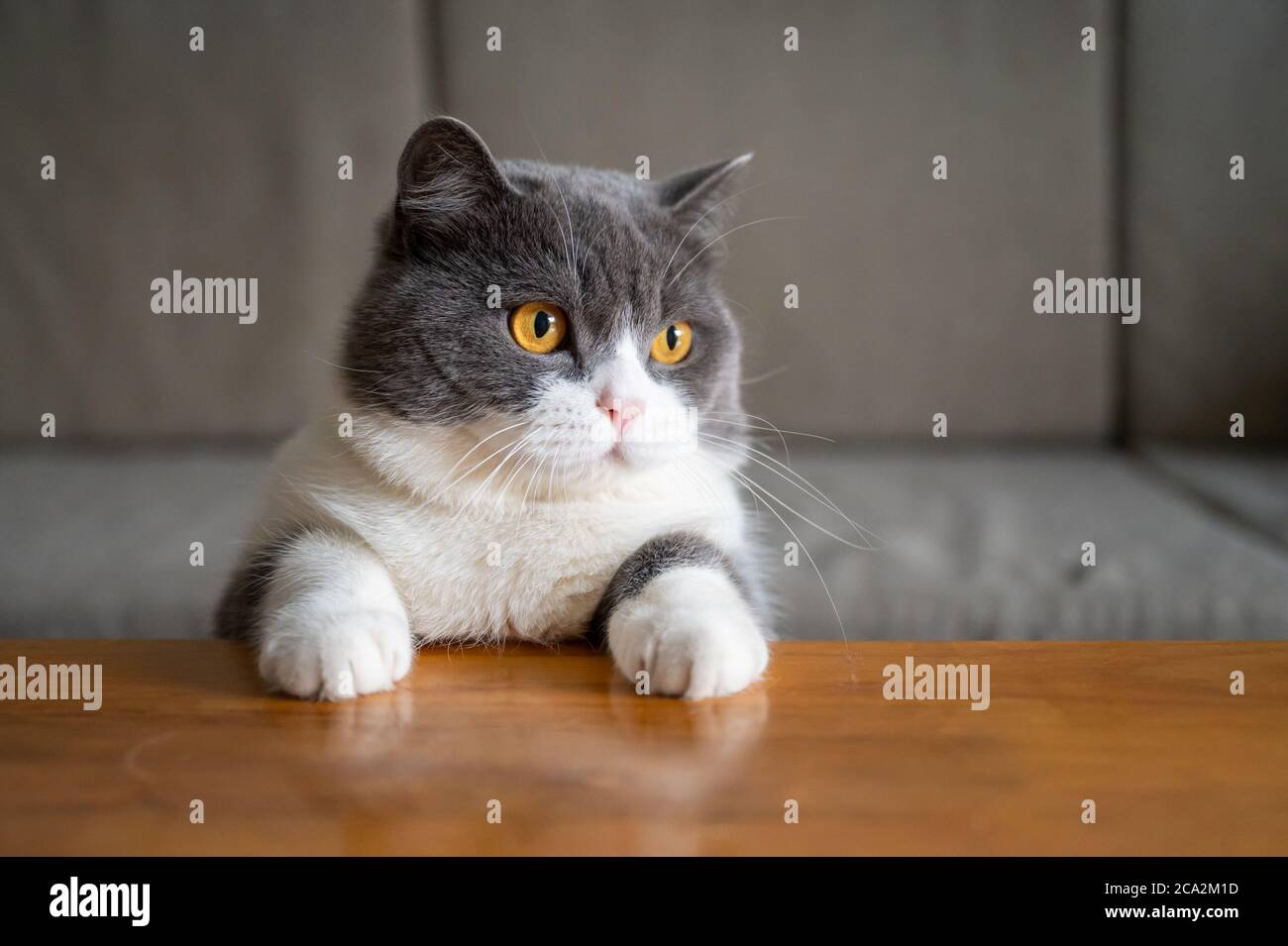 Two Paws High Resolution Stock Photography and Images - Alamy