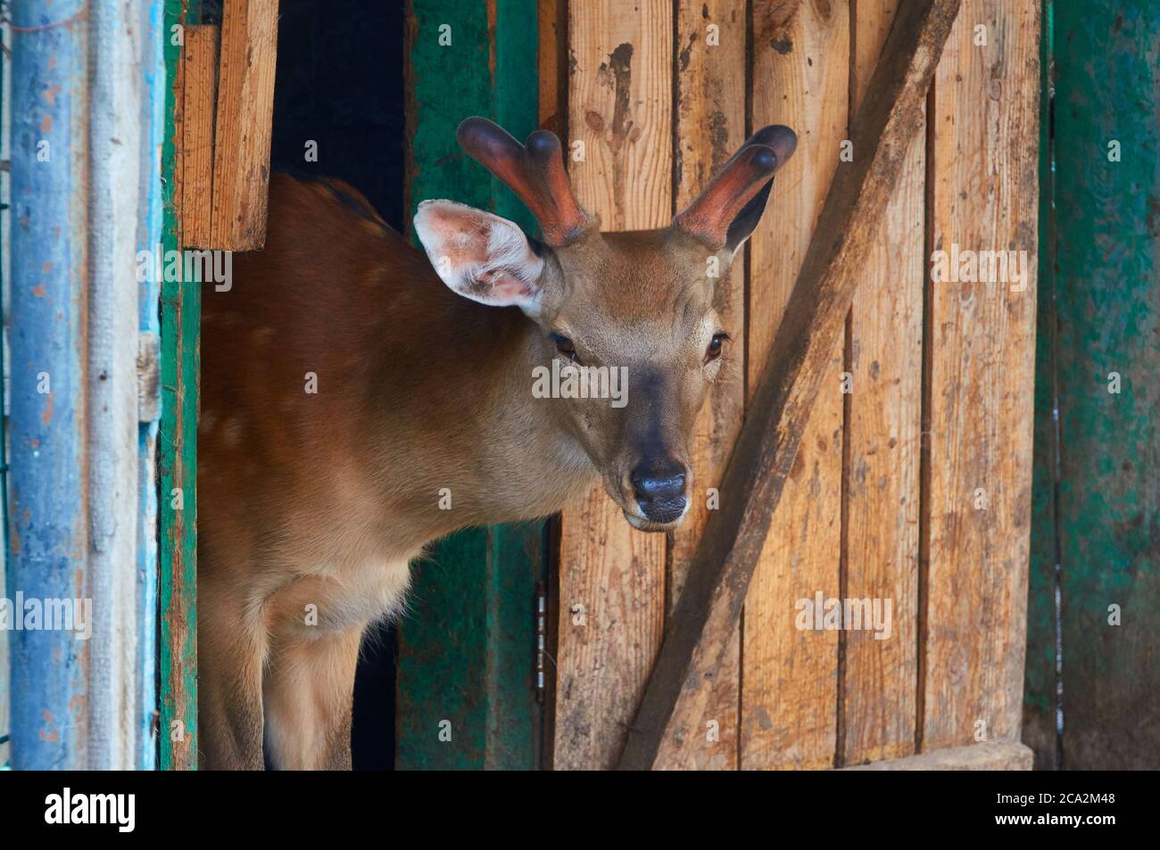 Breeding pen hi-res stock photography and images - Alamy