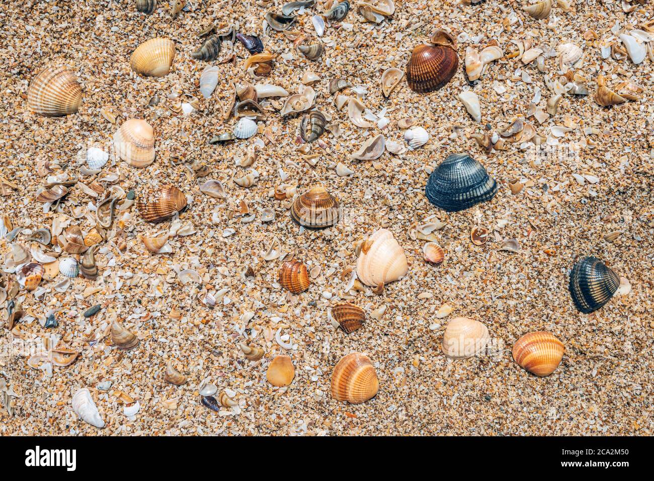 Small seashells on ocean coast background Stock Photo - Alamy
