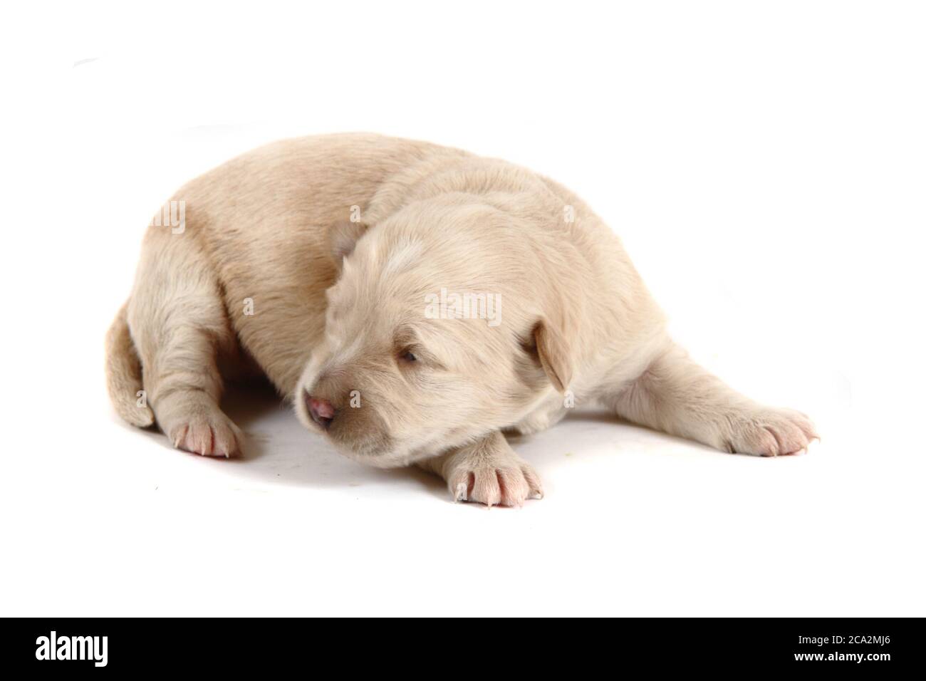 small labrador dog isolated on the white background Stock Photo - Alamy