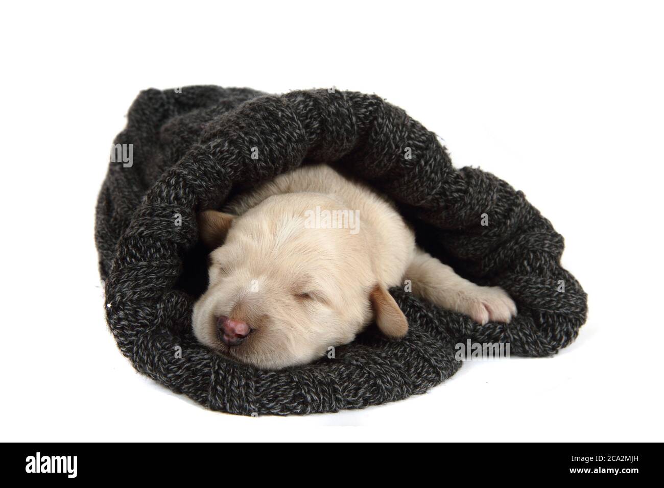 small labrador dog isolated on the white background Stock Photo - Alamy