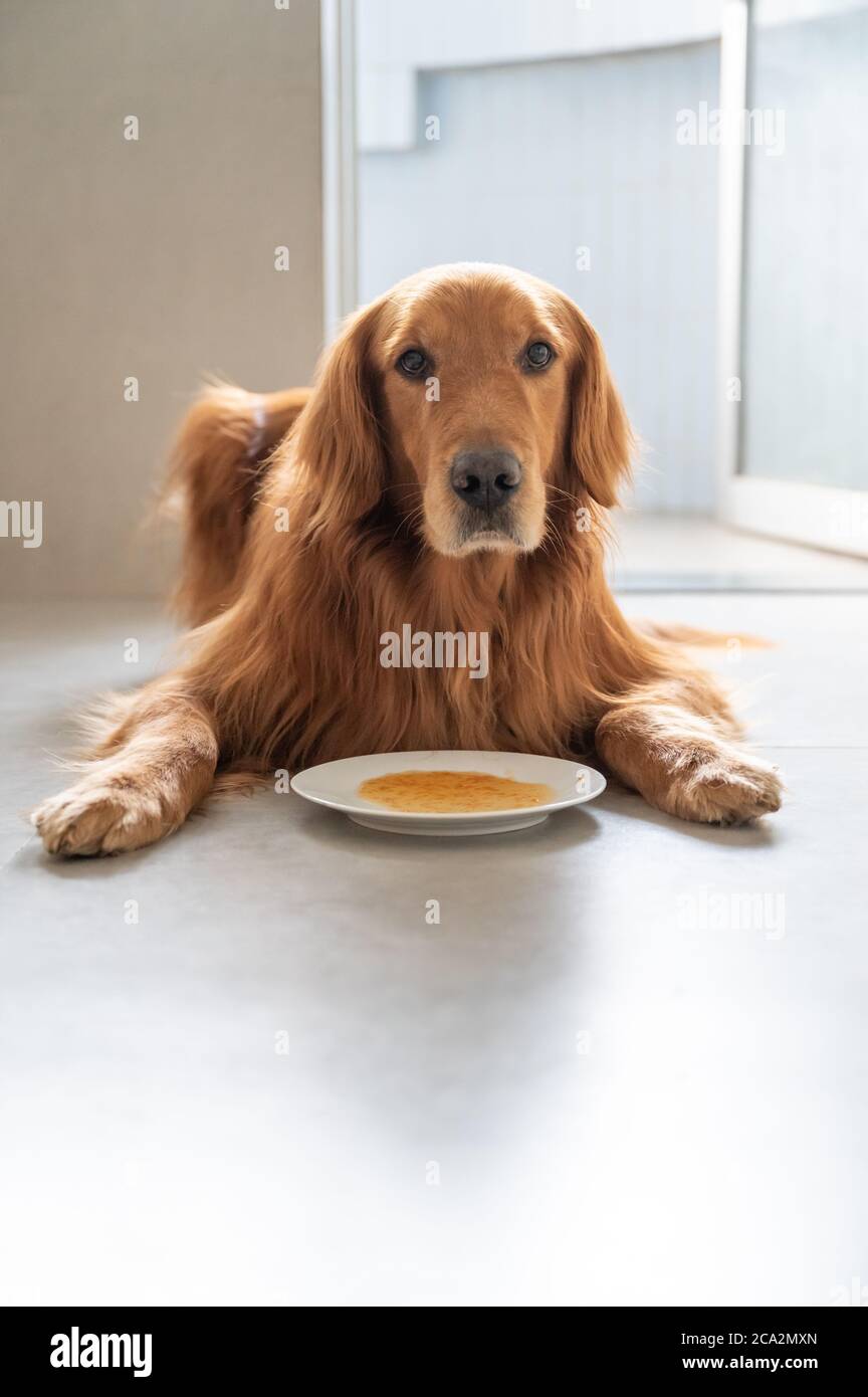 Golden retriever lying on the ground ready to eat Stock Photo - Alamy