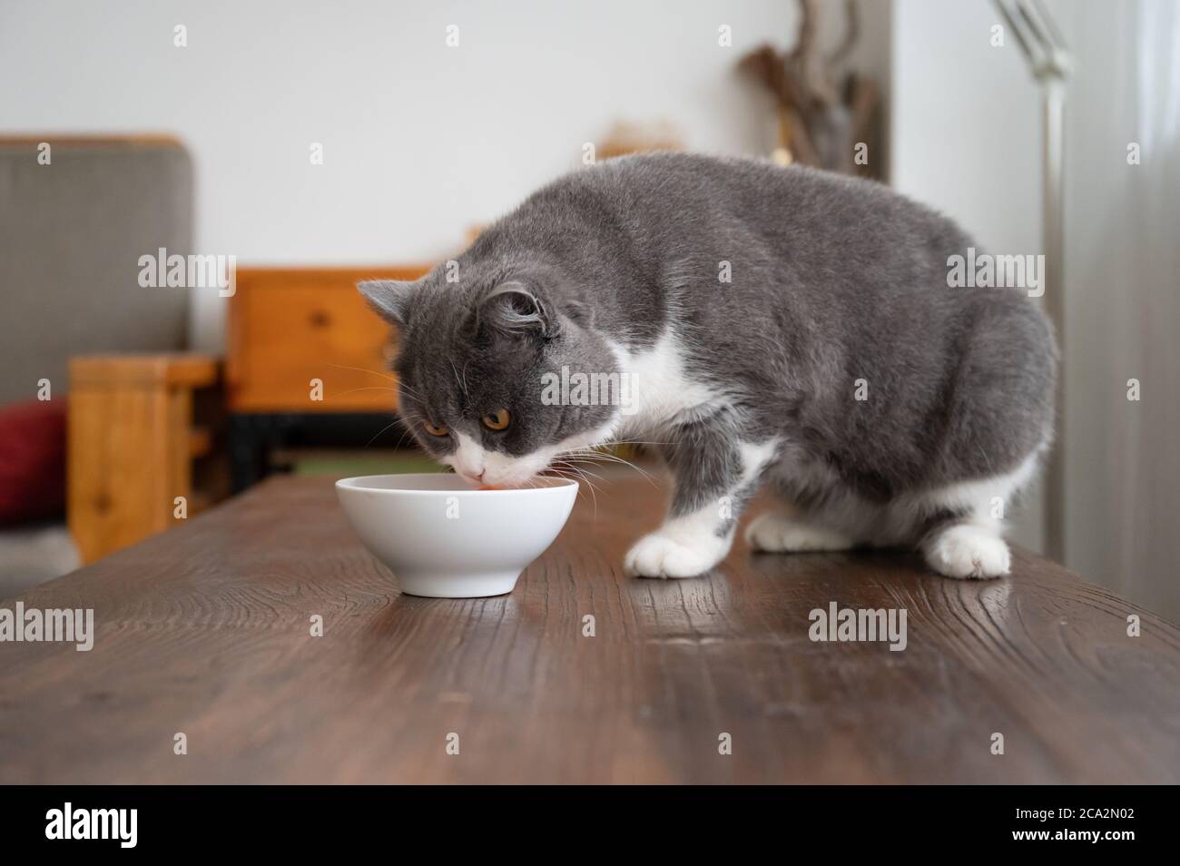 British shorthair cat eating on the table Stock Photo - Alamy
