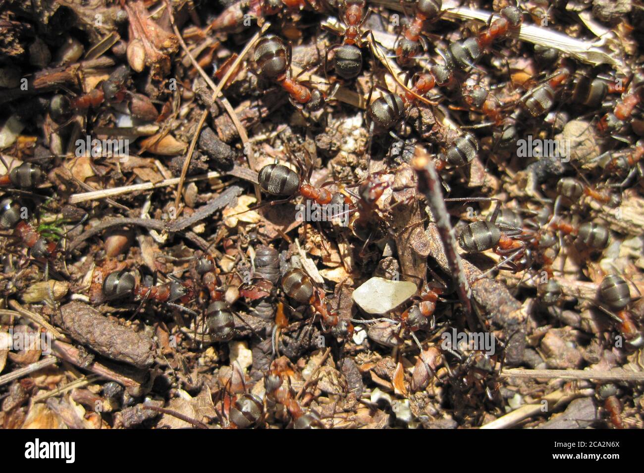ant colony as very nice animal background Stock Photo - Alamy