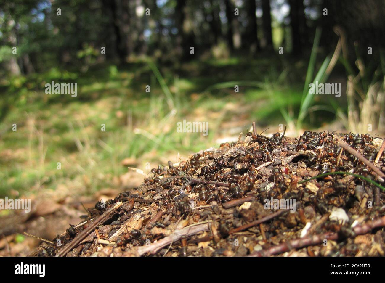 ant colony as very nice animal background Stock Photo - Alamy