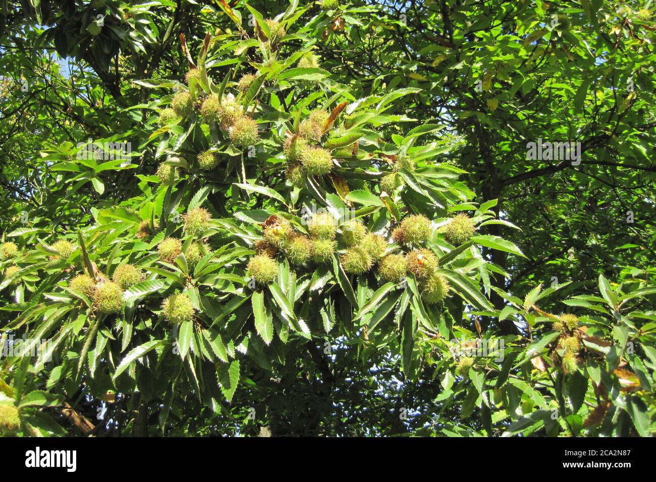 green edible chestnuts as nice natural background Stock Photo - Alamy